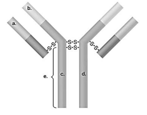 Chapter 22 Lymphatic System 22 Flashcards Quizlet
