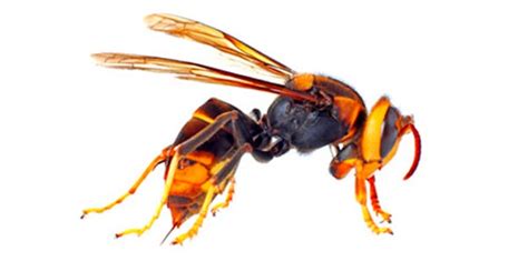 Vespa Asiática Como Identificar E Agir