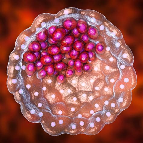 Blog Blastoids Mimic Ivf Derived Blastocysts When Grown In A 3d