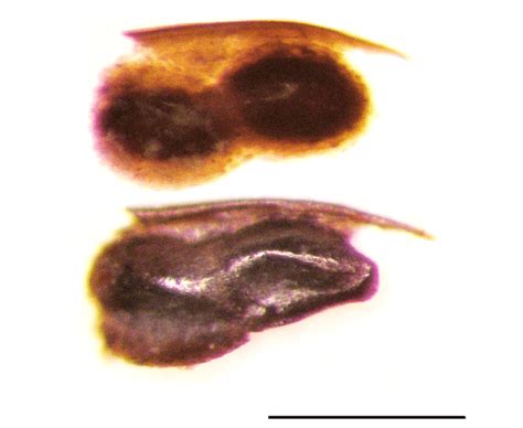 Late Pleistocene Early Holocene Daphnia Ephippia From Easter Island Download Scientific