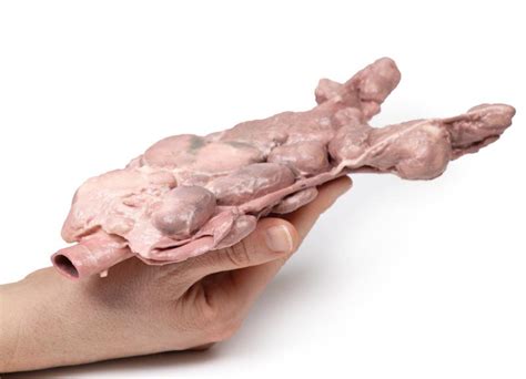 Aorta And Para Aortic Lymph Nodes Australian Physiotherapy Equipment