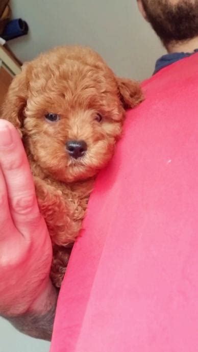 Cavapoo MladiČki Na Voljo Samo še 1 črna Puncka In 1 Rjav Fantek