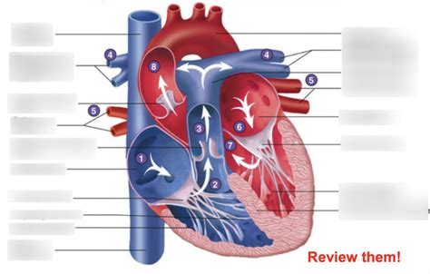 Heart Labeled Diagram Quizlet Heart Labeled Diagram Quizlet