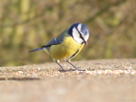 Nice Image Of Passeriformes Desi Comments