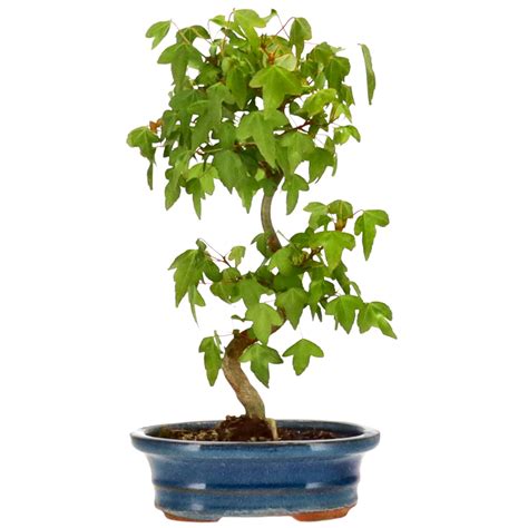 Trident Maple Approx 7 Y 24 Cm A00207