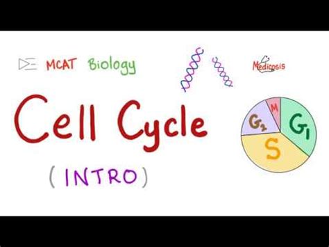 The Cell Cycle Clear And Simple Biology Mcat Gcse Youtube