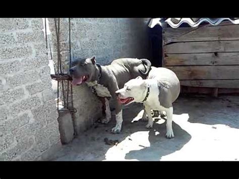 La Cruza De Mis Pit Bull Blue Youtube