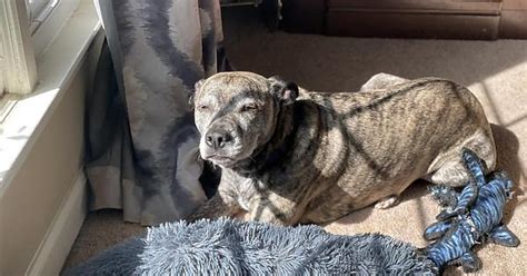 Spritzy Album On Imgur