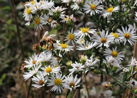Frost Aster A Complete Guide For Facts Id Growing Growit Buildit