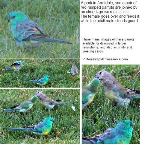 Red Rumped Parrot Grass Parrot Parrot Bird Red