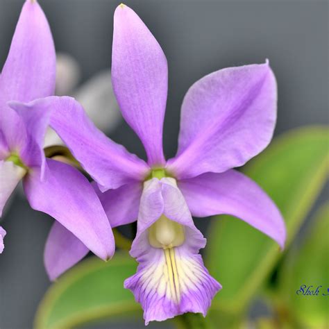 翔 Shoh Hanaya Twilog ツイログ