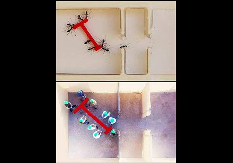 Ants Prove Superior To Humans In Group Problem Solving Experiment