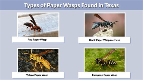 Paper Wasps In Texas Identification Types And Behavior