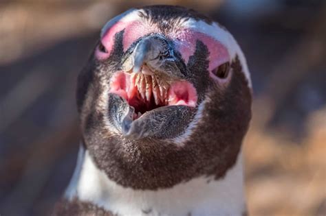 What Is Inside A Penguins Mouth Bird Helpful