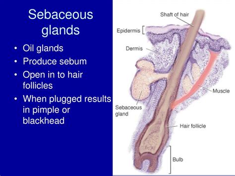 Ppt Integumentary System Powerpoint Presentation Free Download Id