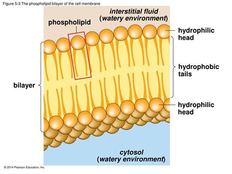 Ppt 51 How Is The Structure Of The Cell Membrane Related To Its