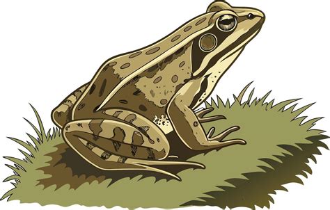 Froglet Clipart