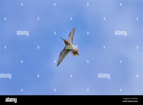 Common Snipe Gallinago Gallinago Akranes Iceland June 2023
