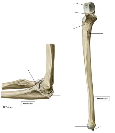 Diagram Of Ulna Labeling Quizlet