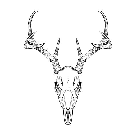 Skull Deer Head 14038330 Vector Art At Vecteezy