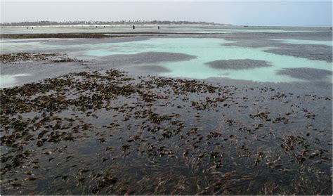 Seagrass Meadow Exposed During Low Tide Patchy Seagrass Meadow