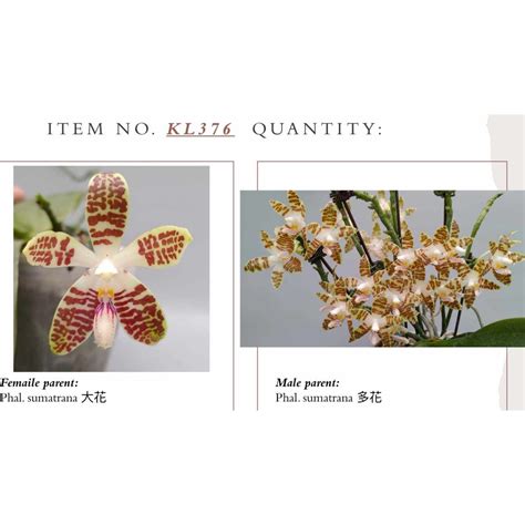原生種蝴蝶蘭 Phal Sumatrana X Sib 蘇門答臘蝴蝶蘭精選性狀優良兄弟株互交開花照為參考照 蝦皮購物
