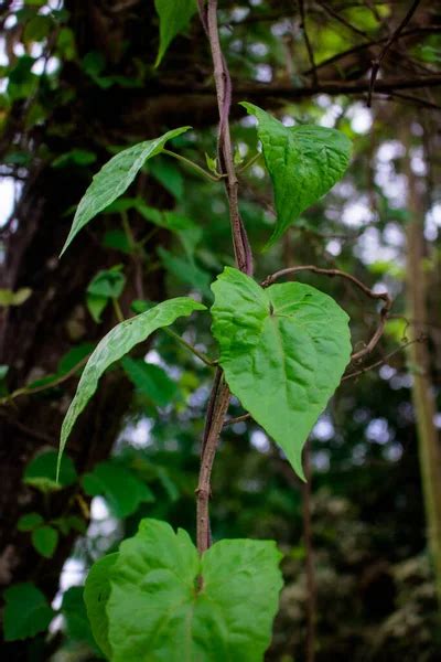 Una Hoja De Medicina Diferentes Nombres En Diferentes Países Climbing