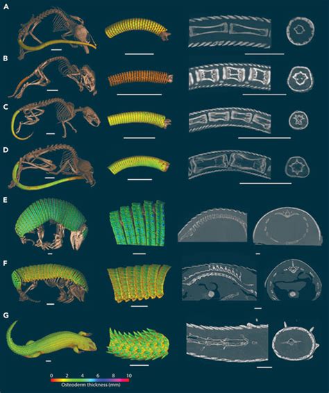 African Mouse Like Rodents Possess Osteoderms Beneath Their Tail Skin