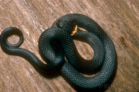 Southern Ringneck Snake Snakes Nature In Focus