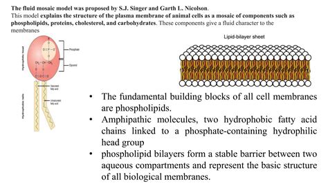 Fluid Mosaic Model Pptx
