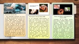 Estomatitis Vesicular Y Glosopeda Pptx
