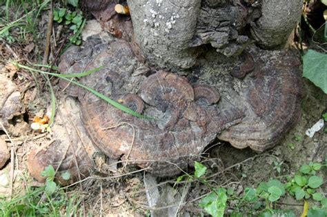 Artist S Conk Ganoderma Applanatum Fungus On The Lower Part Of Tree Trunk Stock Image Image