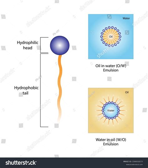 Emulsifier Types Structure Emulsion Oil Water Stock Vector Royalty Free 2266018273 Shutterstock