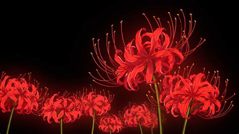 Red Spider Lily 4k Wallpapers Top Free Red Spider Lily 4k Backgrounds