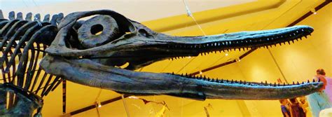 Ophthalmosaurus The Large Eyed Lizard Of The Jurassic Era Ocean Info