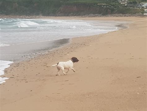 Berkeley Flowers Berkeley