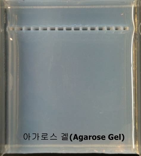 플라스미드plasmid Dna의 분리 플라스미드 Dna의 Agarose Gel Electrophoresis전기영동