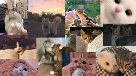 Cute Cat Wallpaper For Your Laptop