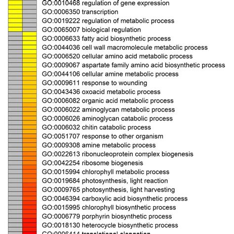 Functional Classification Of Go Terms From Degs For Flag Leaves Awd