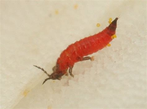 Red Thrip Nymphs On Daisy The Backyard Arthropod Project