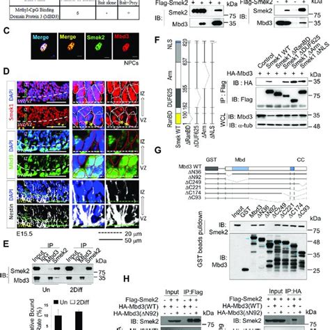 Effects Of Methyl Cpg Binding Domain Protein 3 Mbd3 Overexpression On Download Scientific