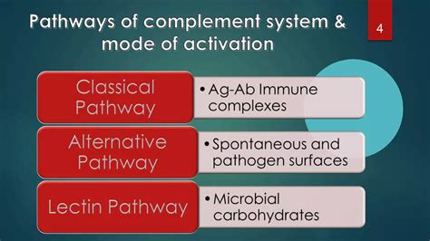 Complement System And Its Regulation Pptx