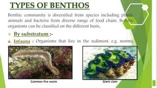 Benthic Zone Animals And Plants