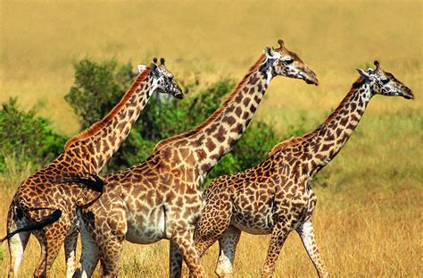 Free Photo Wild Giraffe Animal Giraffe Jungle Free Download Jooinn