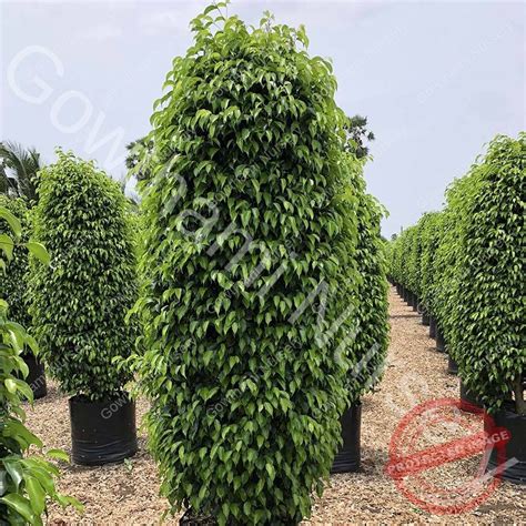Ficus Black Gowthami Nursery