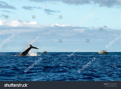 Humpback Whale Tail Slap Splash Pacific Stock Photo 1163460934 | Shutterstock