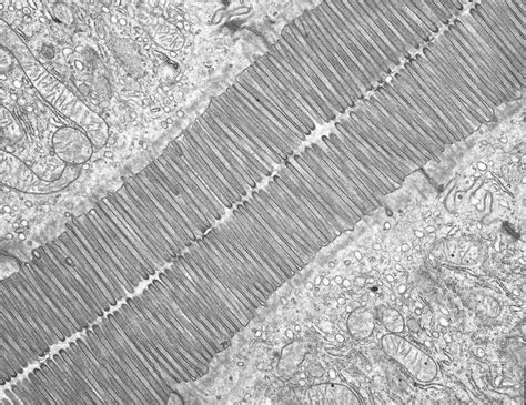 Microvilli Tem Stock Image C055 8580 Science Photo Library