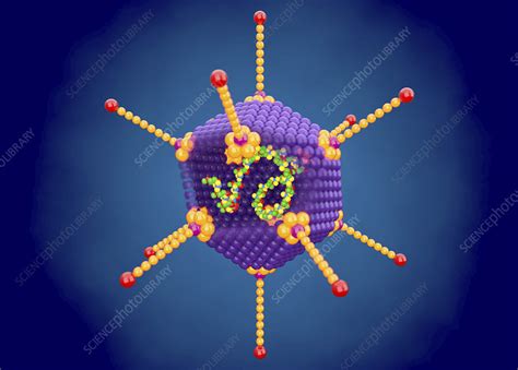 Adenovirus Structure Illustration Stock Image F0274194 Science