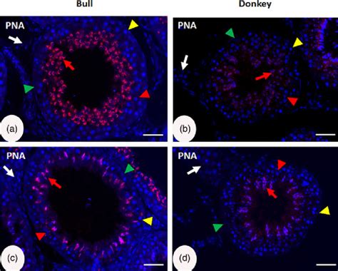 Fluorescent Lhc Showing Cellular Localization Of Galactose