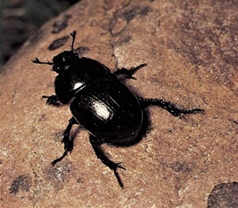 Dung Beetle Adaptations Behavior And Diet Britannica
